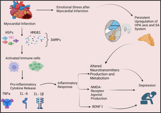 Post myocardial infarction depression, prevalence, diagnosis ...
